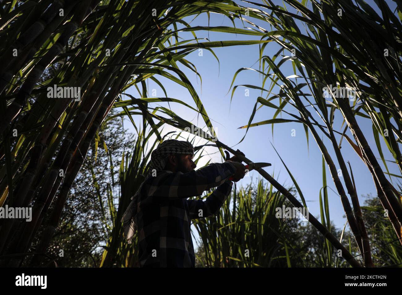 A Palestinian farmer checks the growth of sugar canes farm in Beit ...