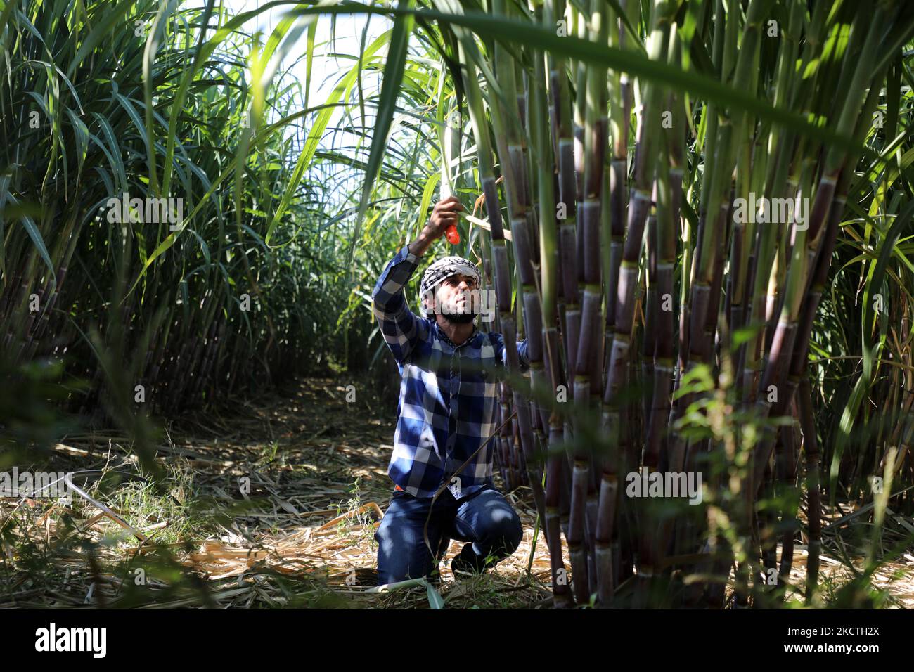 A Palestinian farmer checks the growth of sugar canes farm in Beit ...