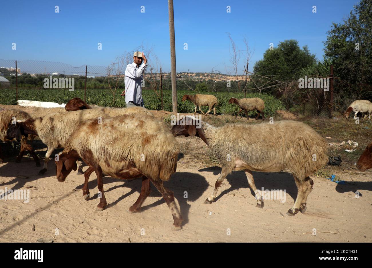 A Palestinian bedouin shepherd herds his sheep in Beit Hanoun in the ...