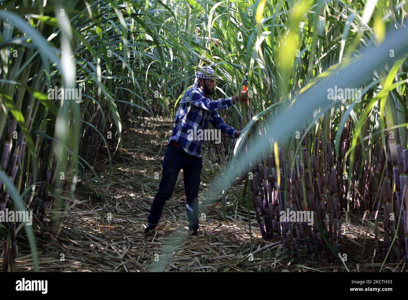 A Palestinian farmer checks the growth of sugar canes farm in Beit ...