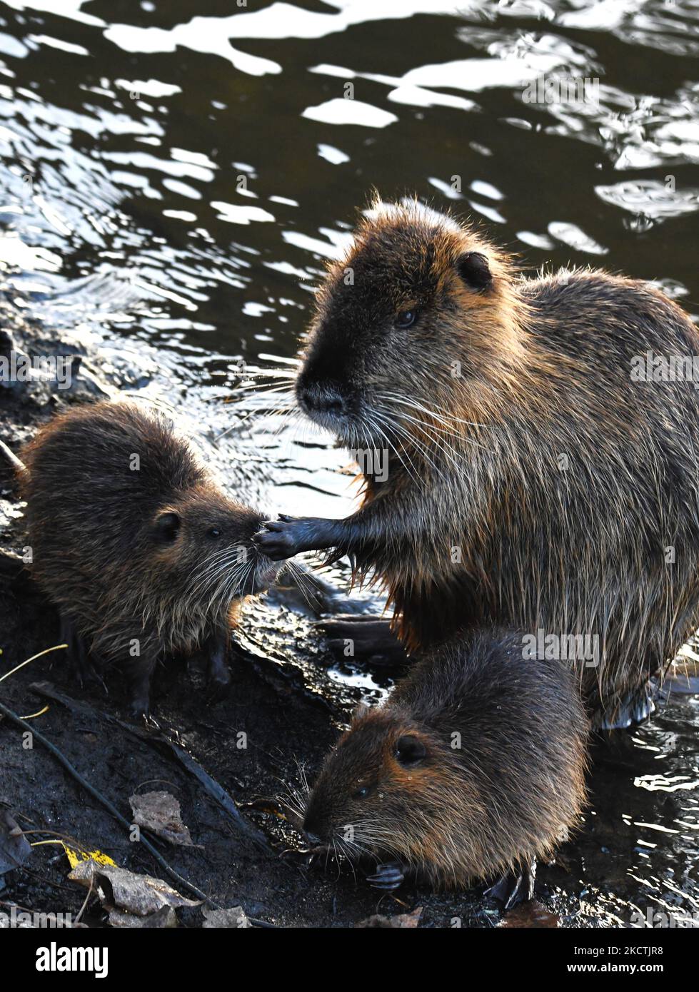 Prague nutria hi-res stock photography and images - Alamy