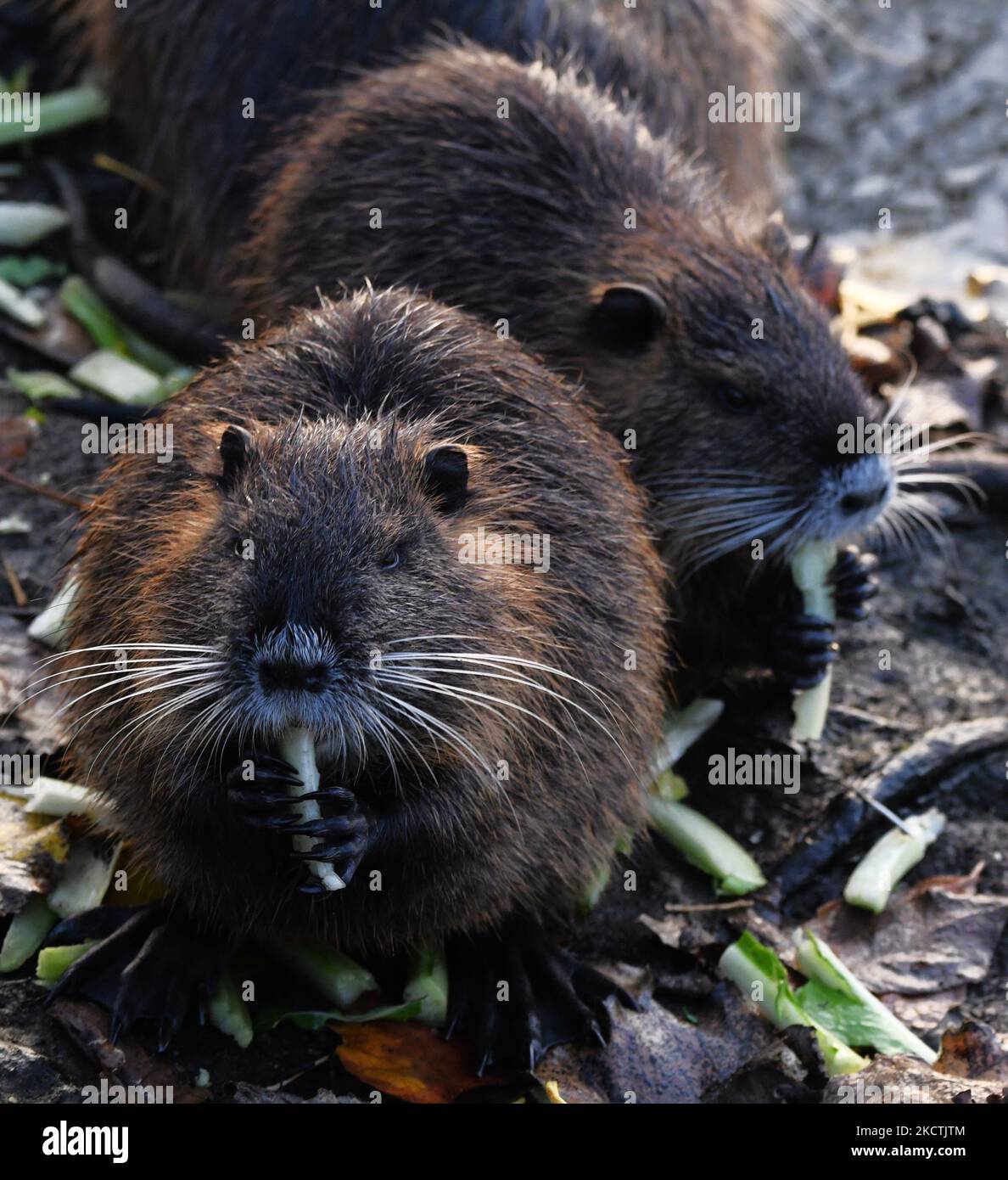 Prague nutria hi-res stock photography and images - Alamy