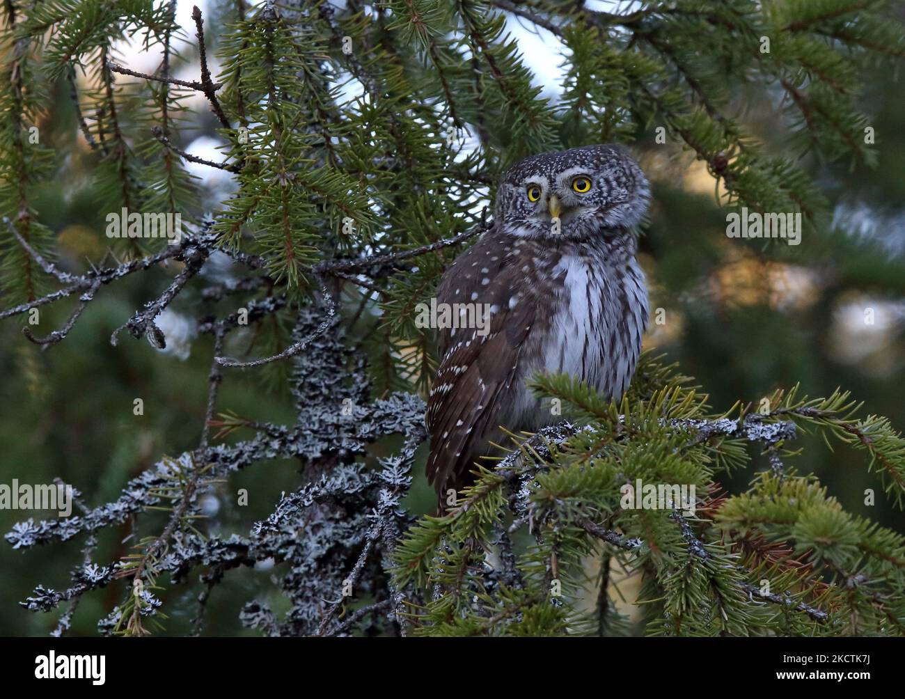 Owl sitting spruce hi-res stock photography and images - Alamy