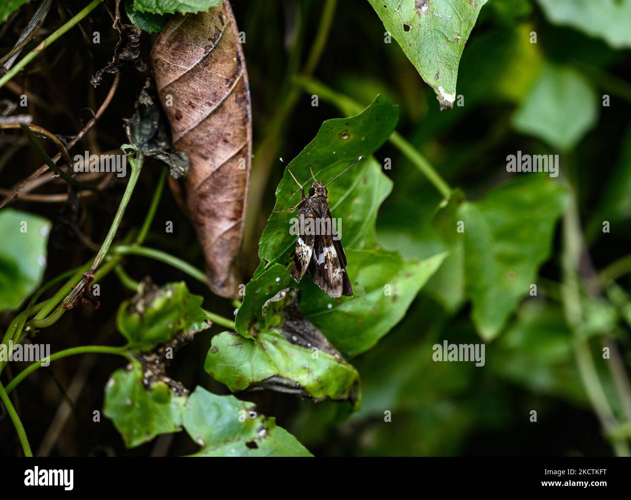 Tree flitter hi-res stock photography and images - Alamy