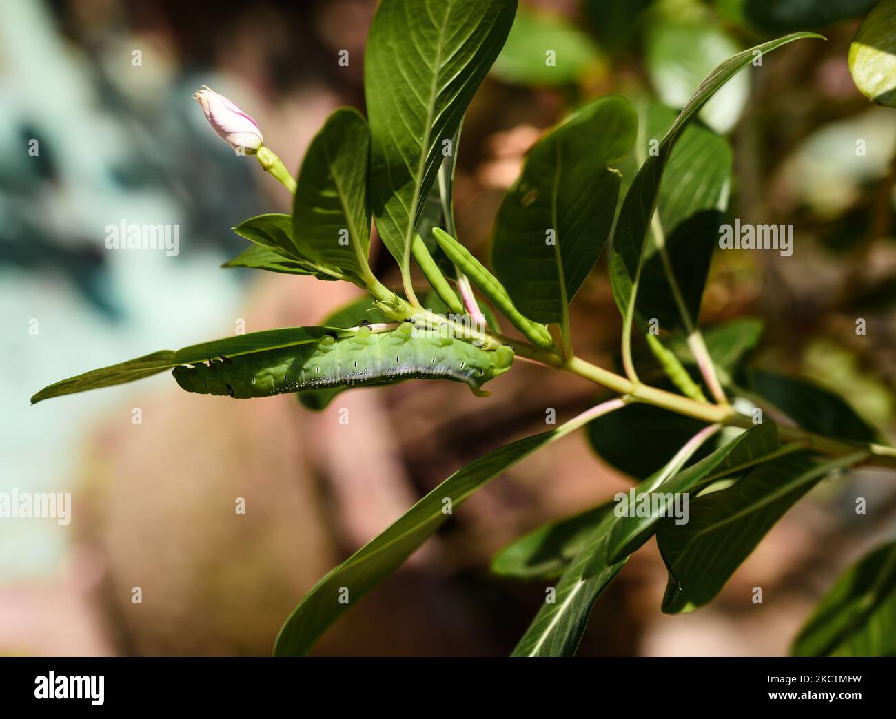 Hawaiian hawk hi-res stock photography and images - Alamy