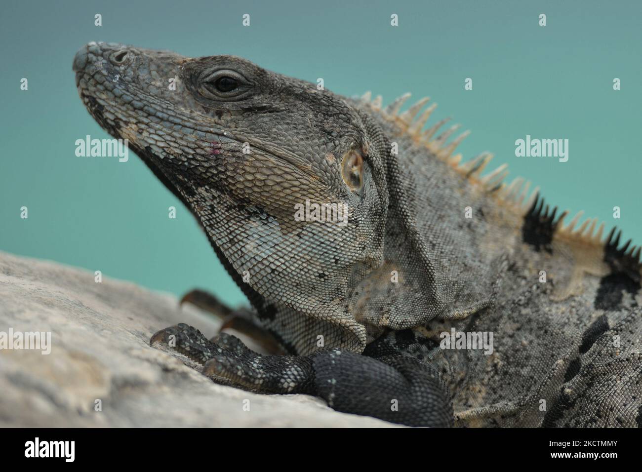 Iguana on the rocks near Tulum ruins in Mexico. On Tuesday, November 09 ...