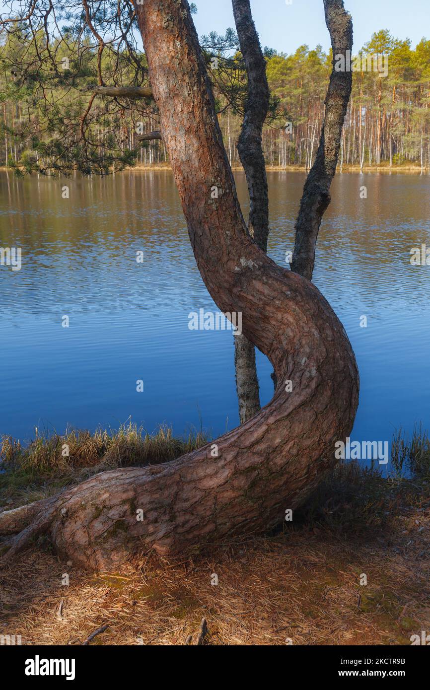 Lake with trees on the shore Stock Photo - Alamy