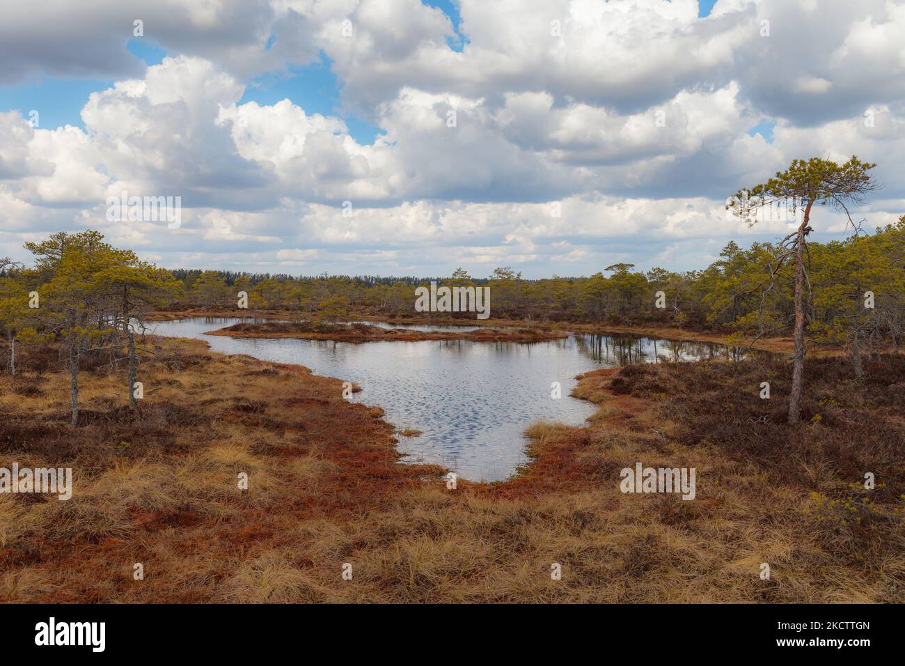Swamp with lakes, bog in Estonian nature reserve Stock Photo - Alamy