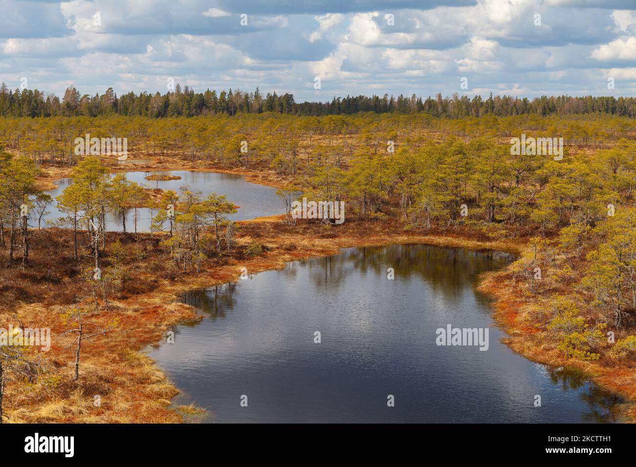 Swamp with lakes, bog in Estonian nature reserve Stock Photo - Alamy
