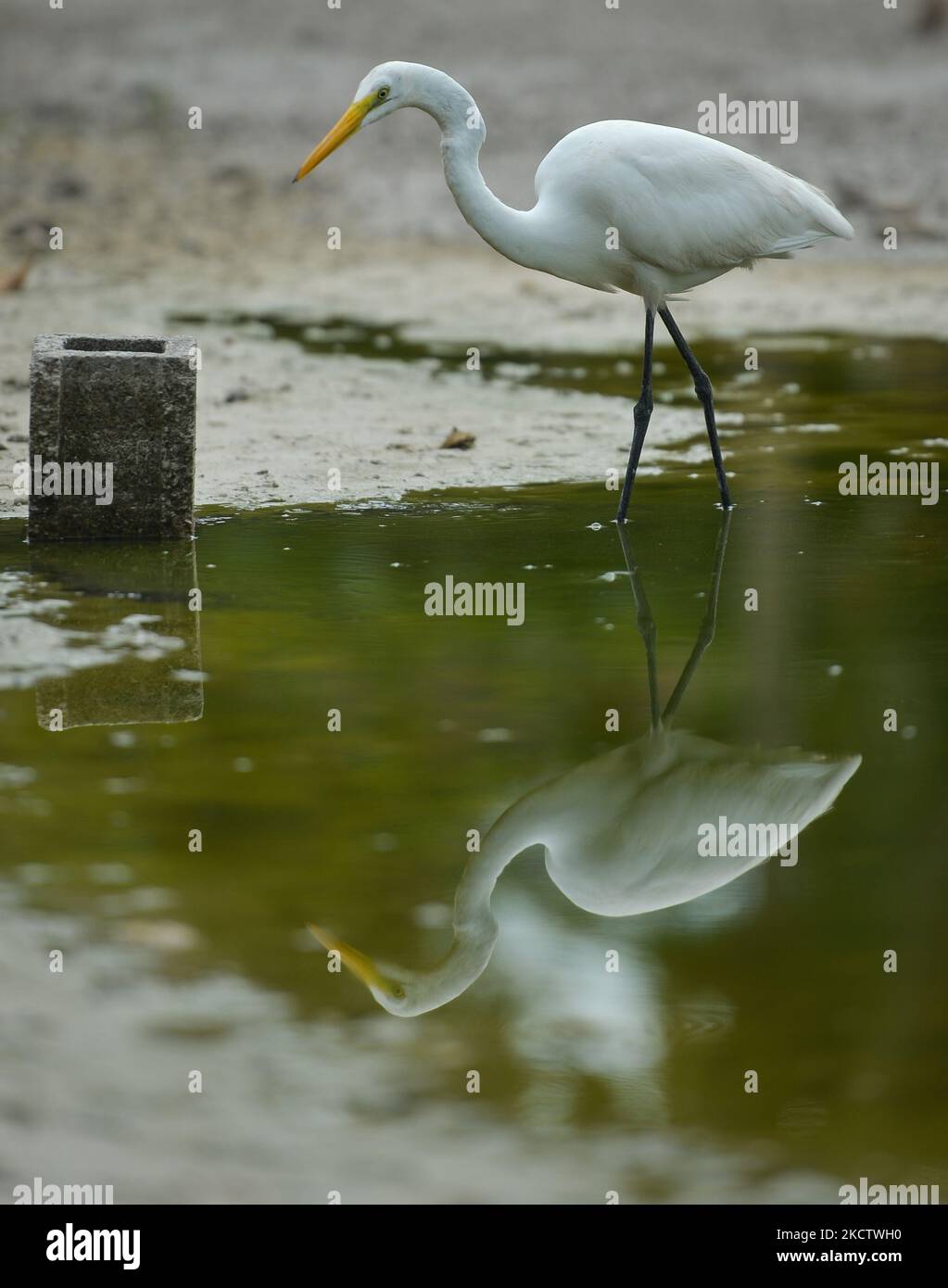The great egret, also known as the common egret, seen near the entrance ...