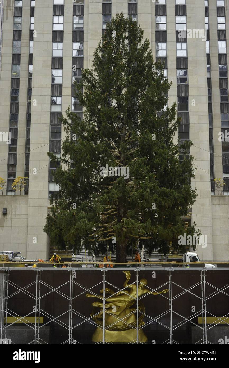 The 79-foot-tall Rockefeller Center Christmas tree arrives from Elkton ...