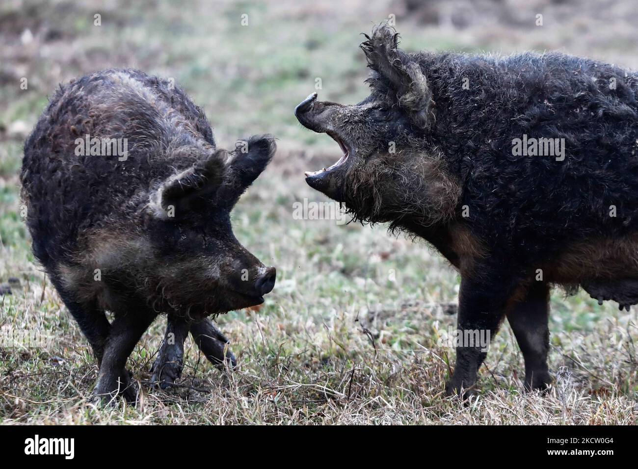 Mangalica breeding pigs are seen at the farm in Sulkowice, Poland on ...