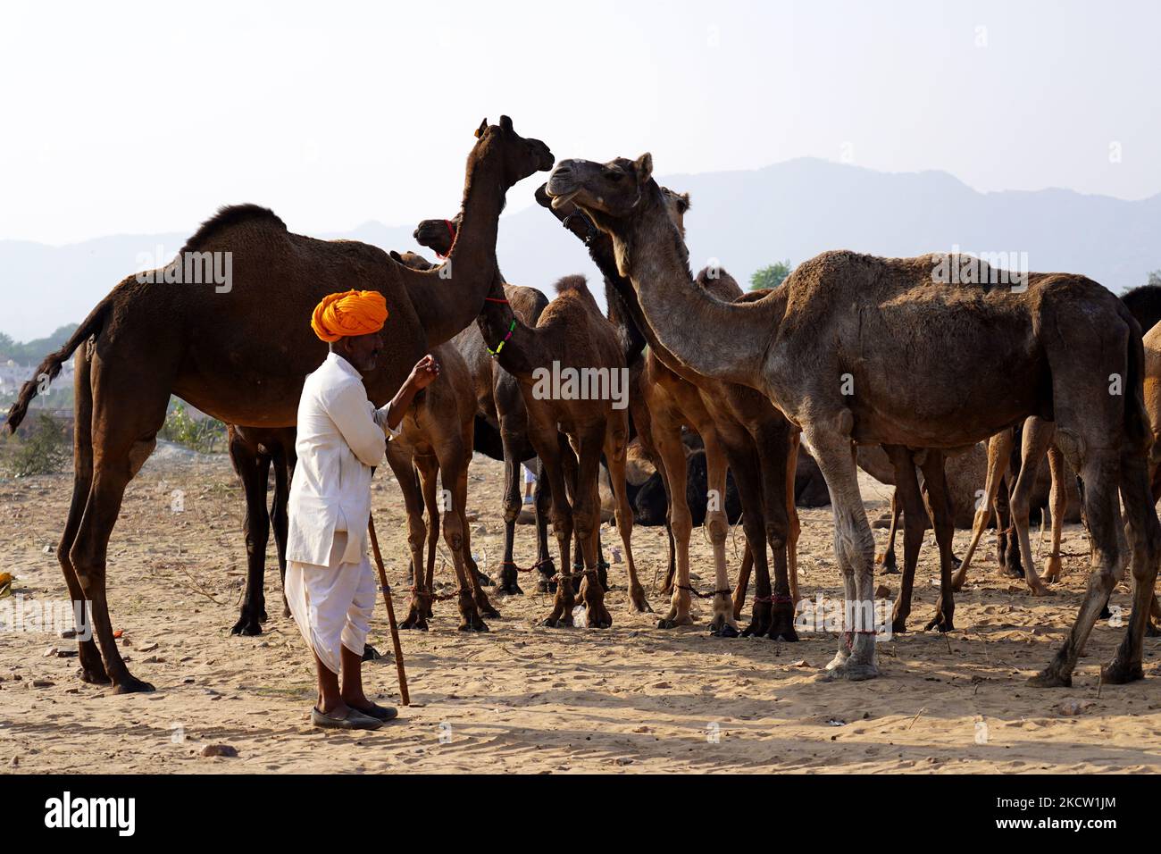 An Indian Camel traders wait for customers During the annual Pushkar ...