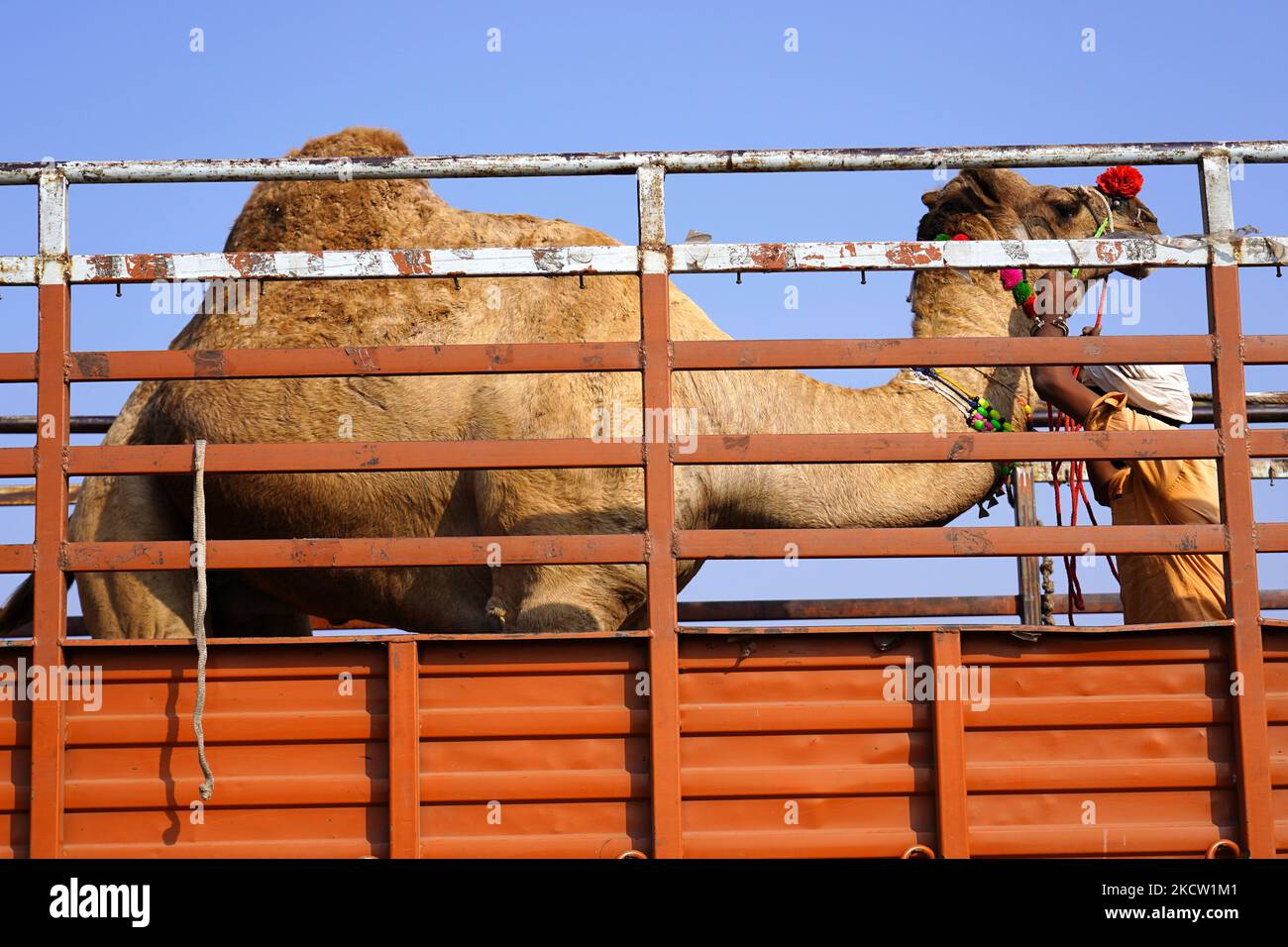 An Indian Camel Trader loads a camel in a truck during return from the ...