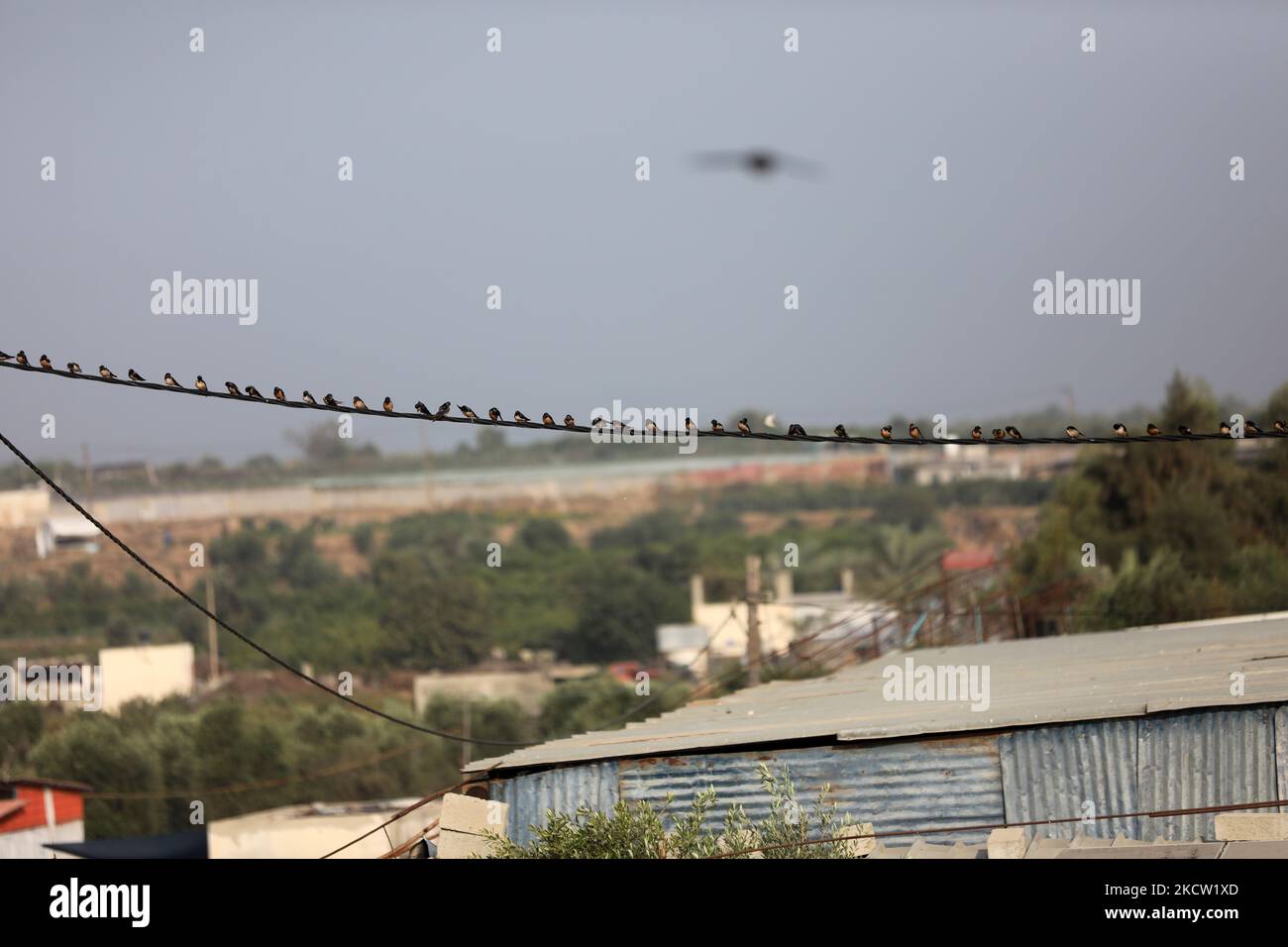 Birds are seen in Beit Lahia in the northern Gaza Strip near the border ...
