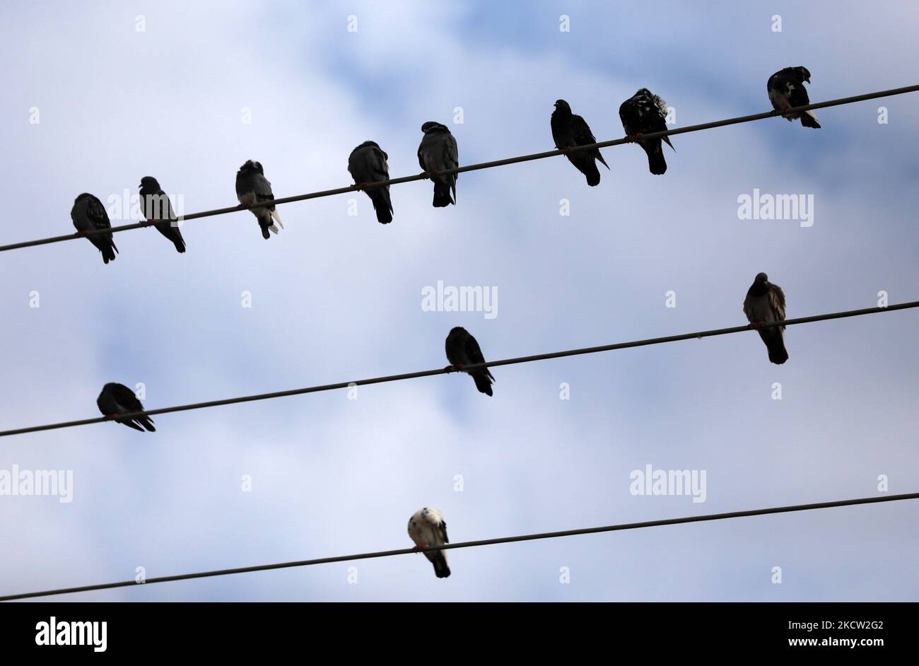 Birds are seen in Beit Lahia in the northern Gaza Strip near the border ...
