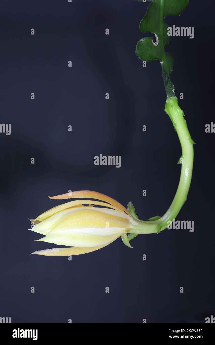 Blooming Epiphyllum flower known as fishbone cactus Stock Photo - Alamy