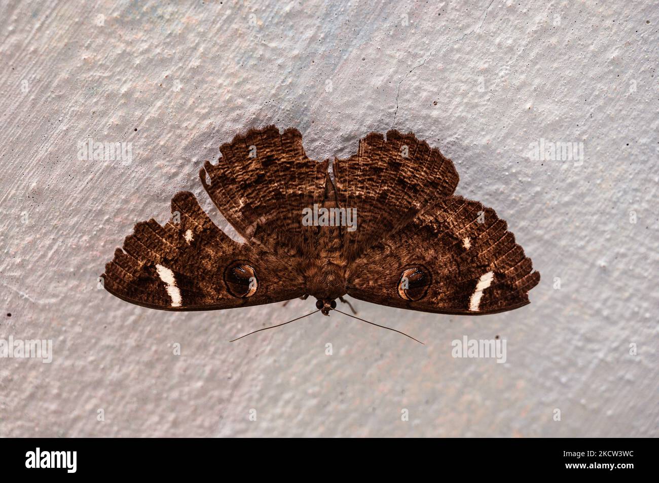 A female White-barred Owl Moth is sitting on the wall at Tehatta, West ...