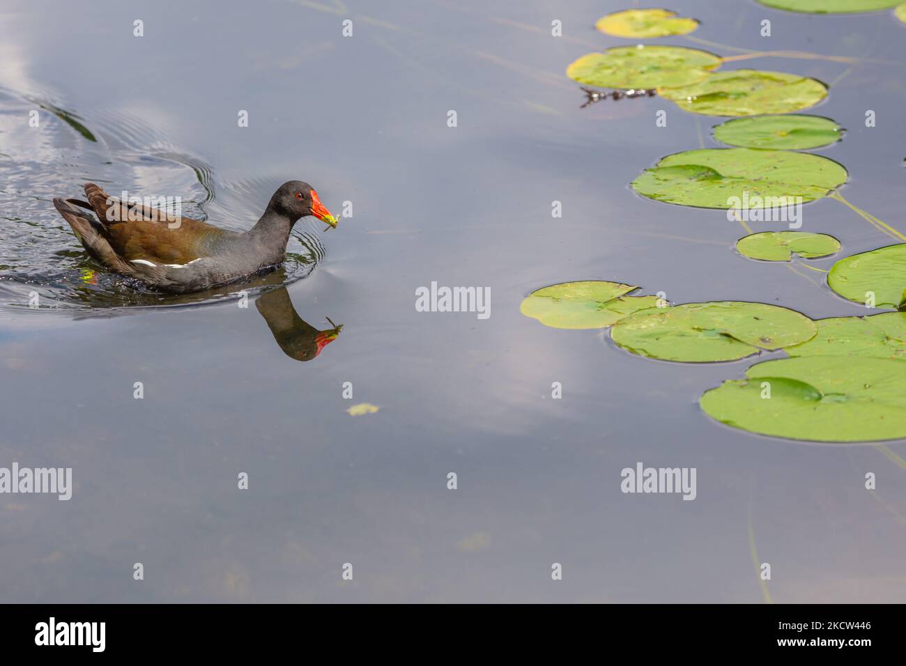 American lotus leaf hi-res stock photography and images - Alamy