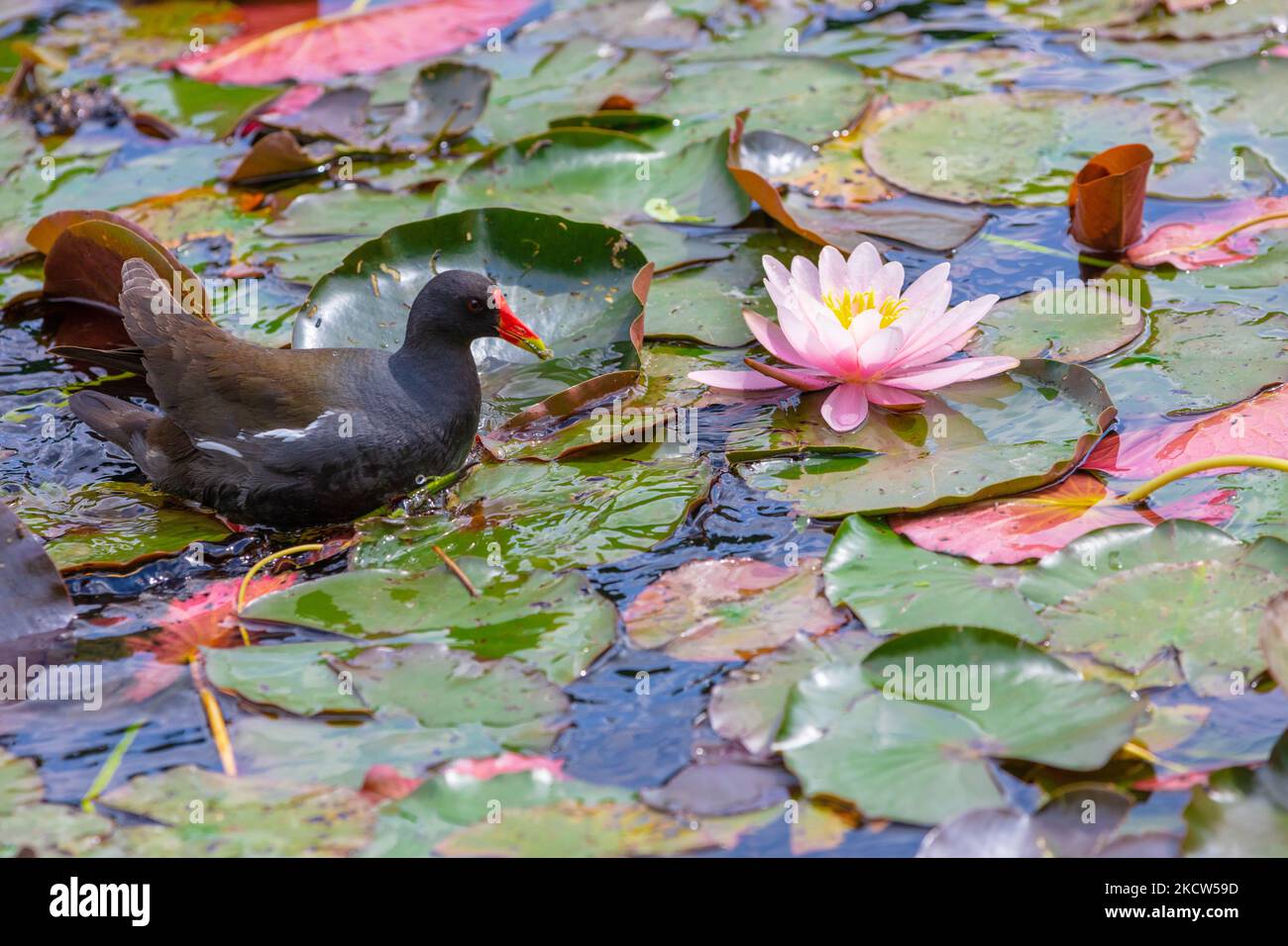 American coot chicks hi-res stock photography and images - Alamy
