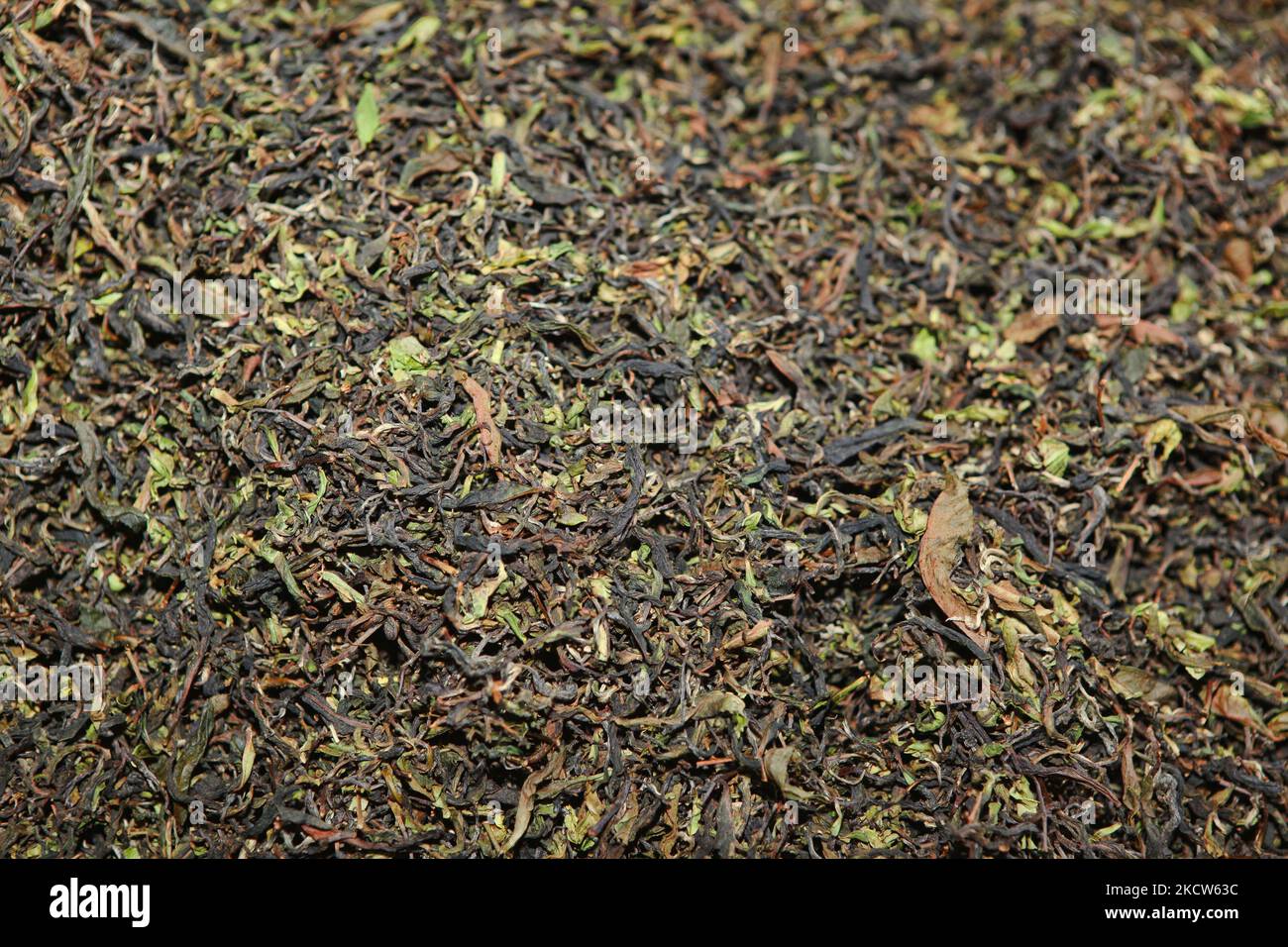 Makaibari tea factory hi-res stock photography and images - Alamy