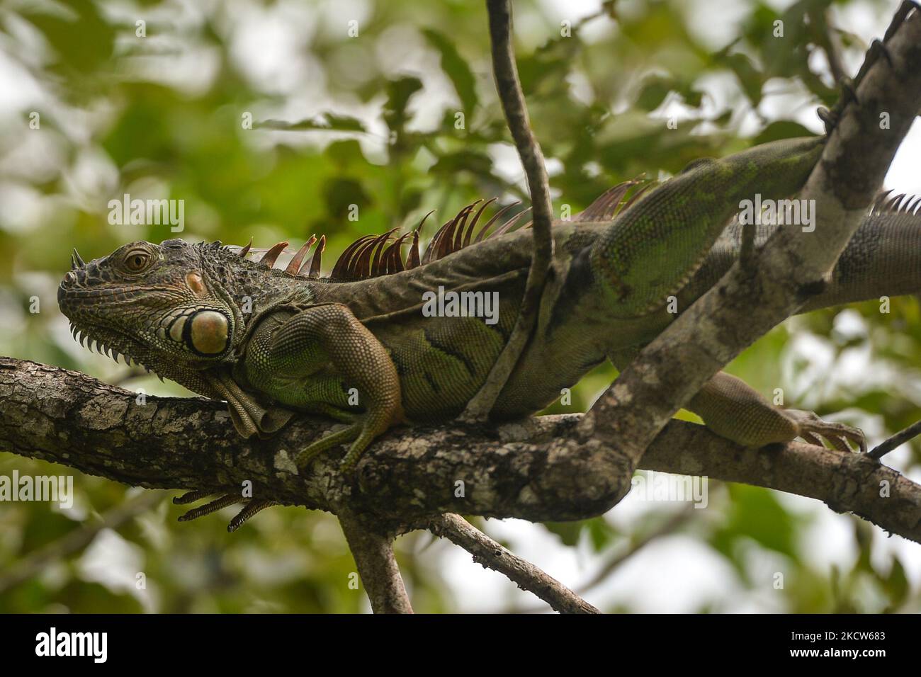 Iguana in a tree near Cenote Azul, one of the most popular cenotes on ...