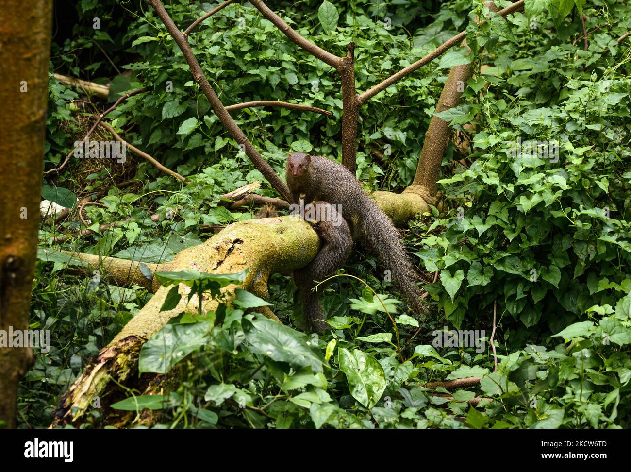 The Indian gray mongoose or common gray mongoose is native to the ...