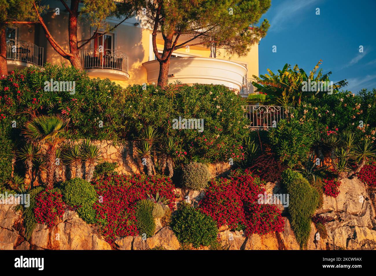 Colorful flowers on the coast of the Adriatic Sea in Croatia on the ...