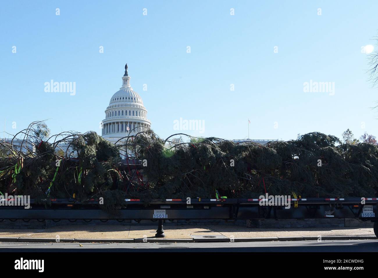US Capitol Christmas Tree named Sugar Bear arrives from California to ...