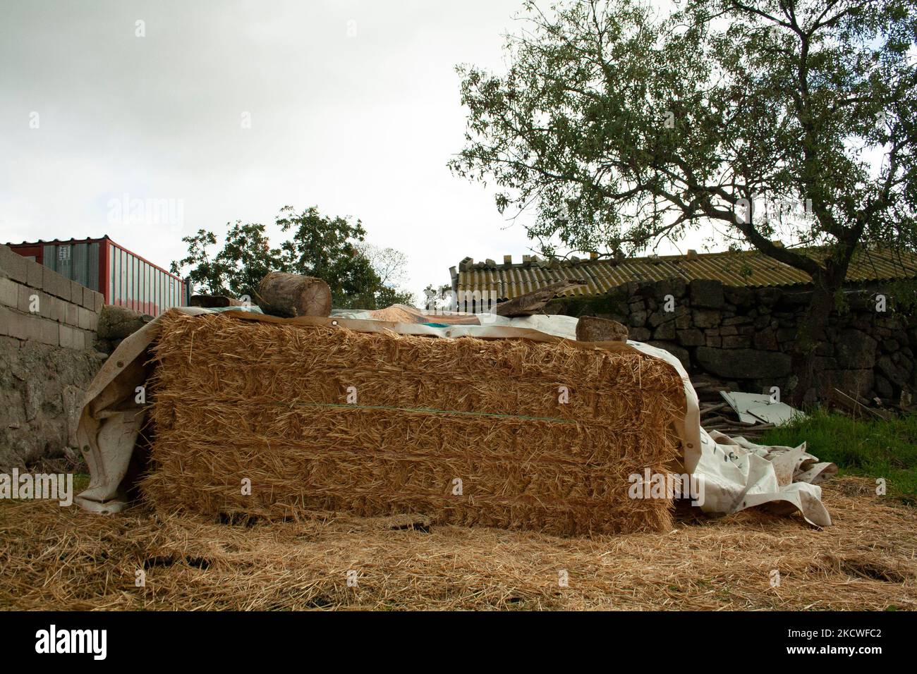 Alpacas straw or hay bales ready to be eaten by farm animals Stock ...