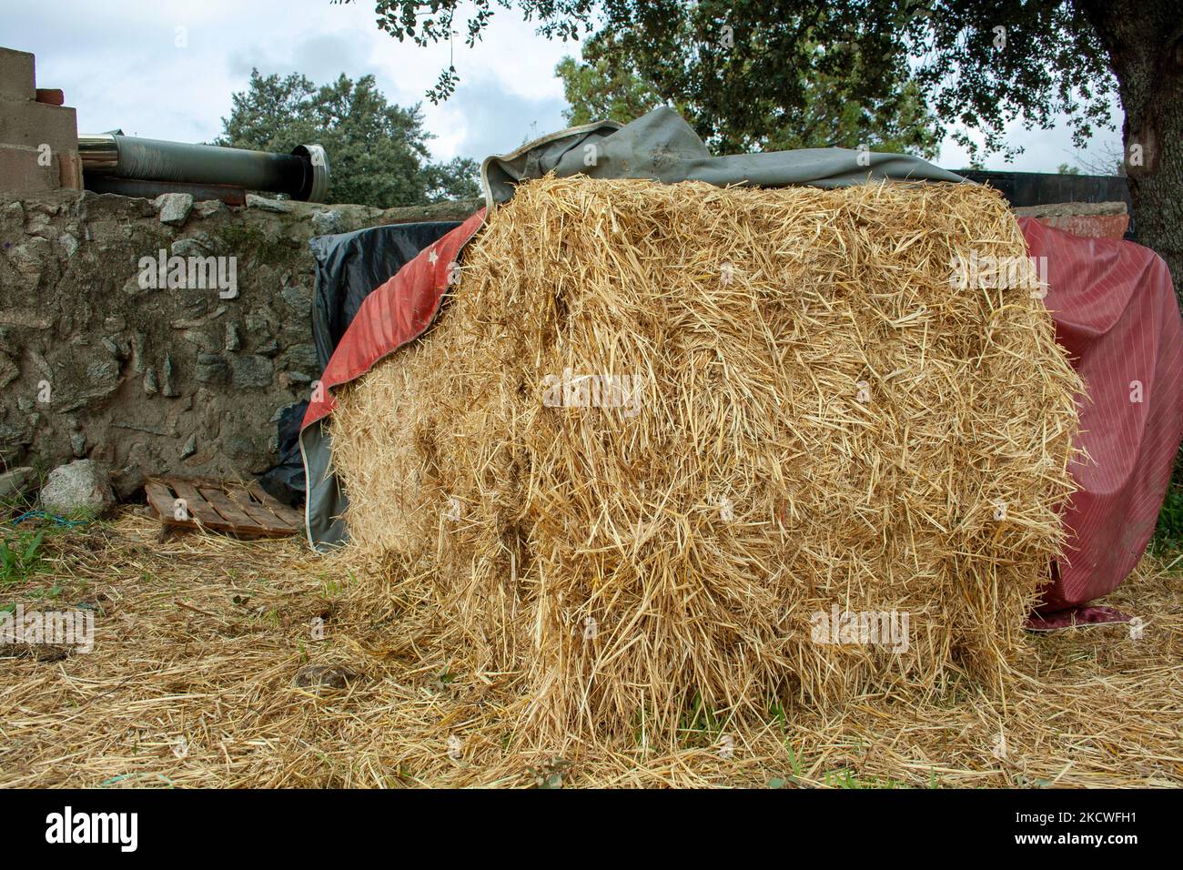 Alpacas straw or hay bales ready to be eaten by farm animals Stock ...