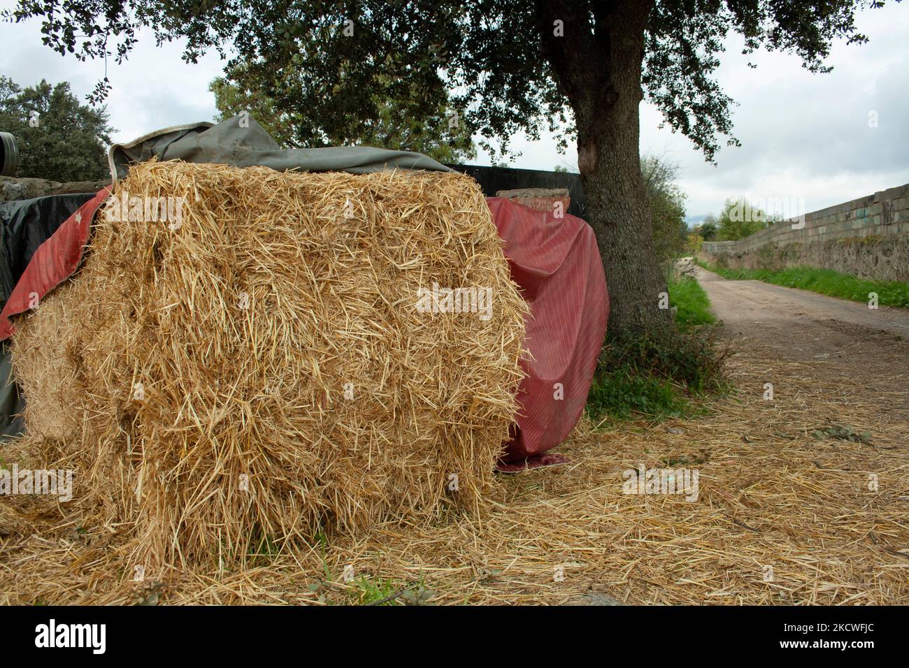 Alpacas straw or hay bales ready to be eaten by farm animals Stock ...