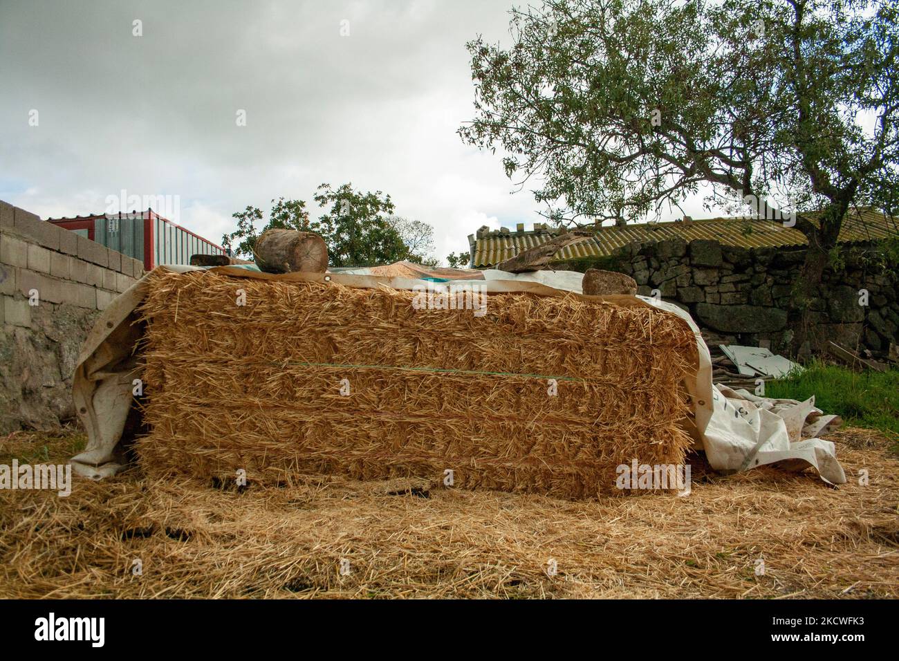 Alpacas straw or hay bales ready to be eaten by farm animals Stock ...