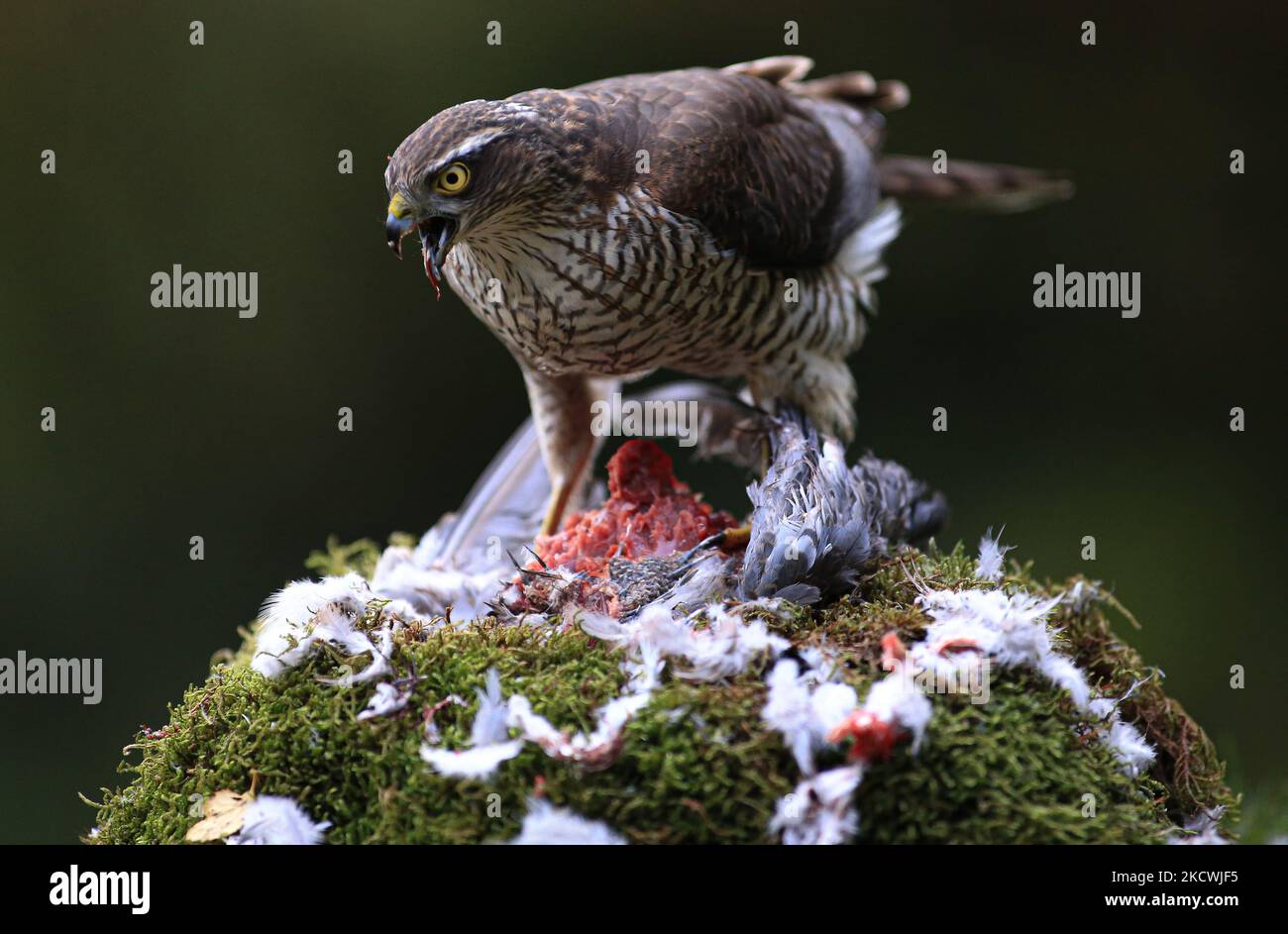 A juvenile female Sparrow Hawk rips the feathers of a Pigeon away in ...