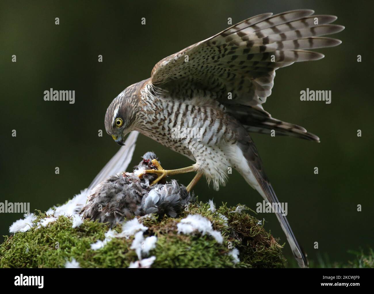 A juvenile female Sparrow Hawk rips the feathers of a Pigeon away in ...