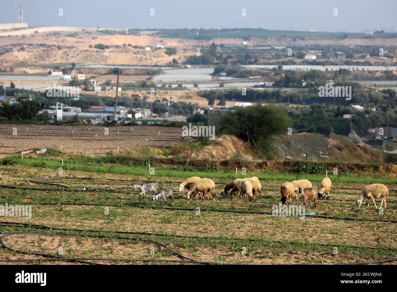 A Palestinian shepherd herds his sheep in a field in Beit Lahia in the ...