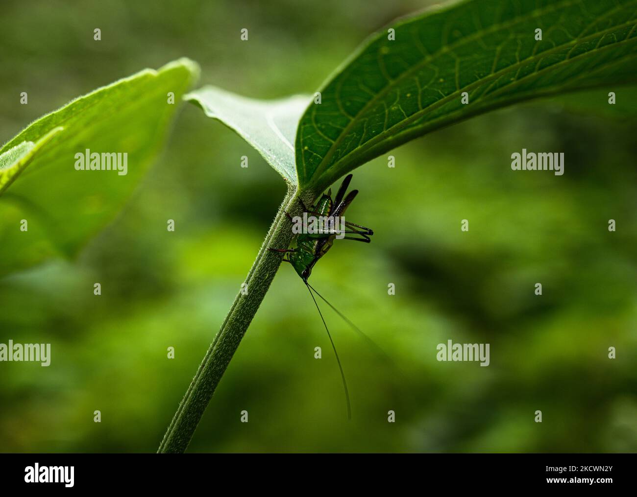A female black-kneed conehead or black-kneed meadow katydid ...