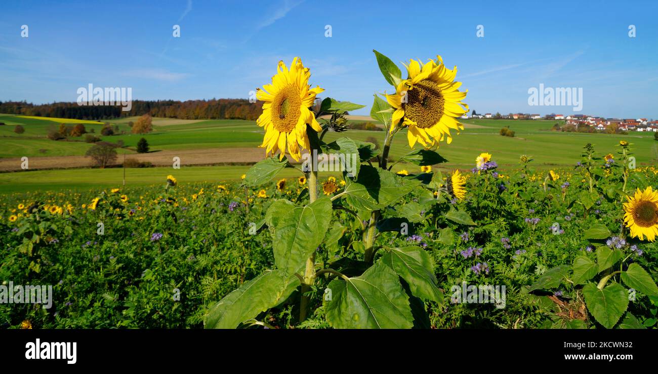 beautiful sun-drenched Bavarian countryside with the scenic sunflower ...