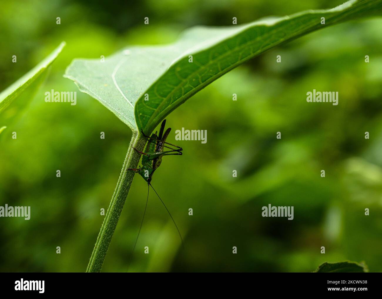Conocephalus melaenus insect hi-res stock photography and images - Alamy