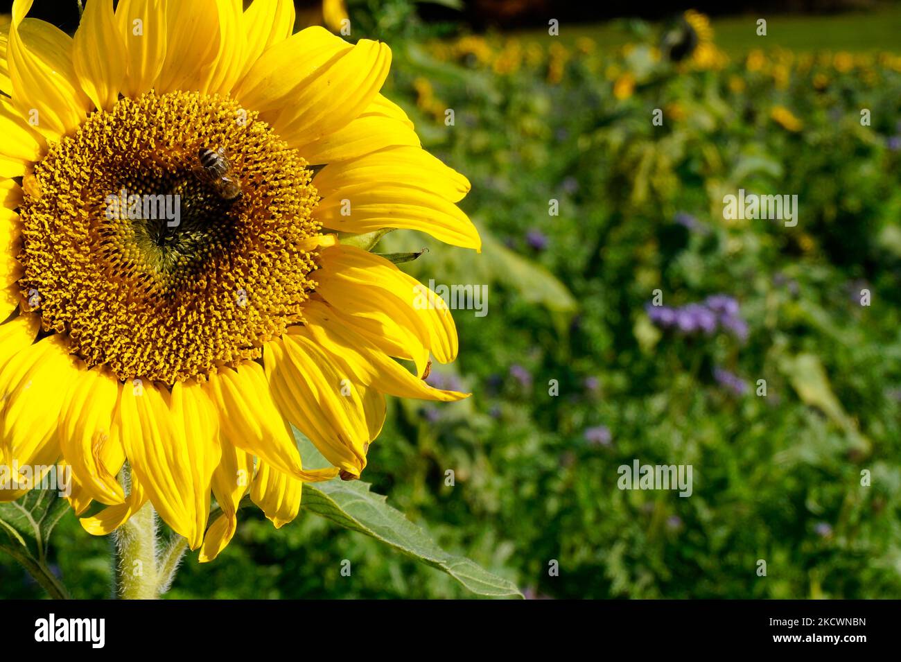 beautiful sun-drenched Bavarian countryside with the scenic sunflower ...