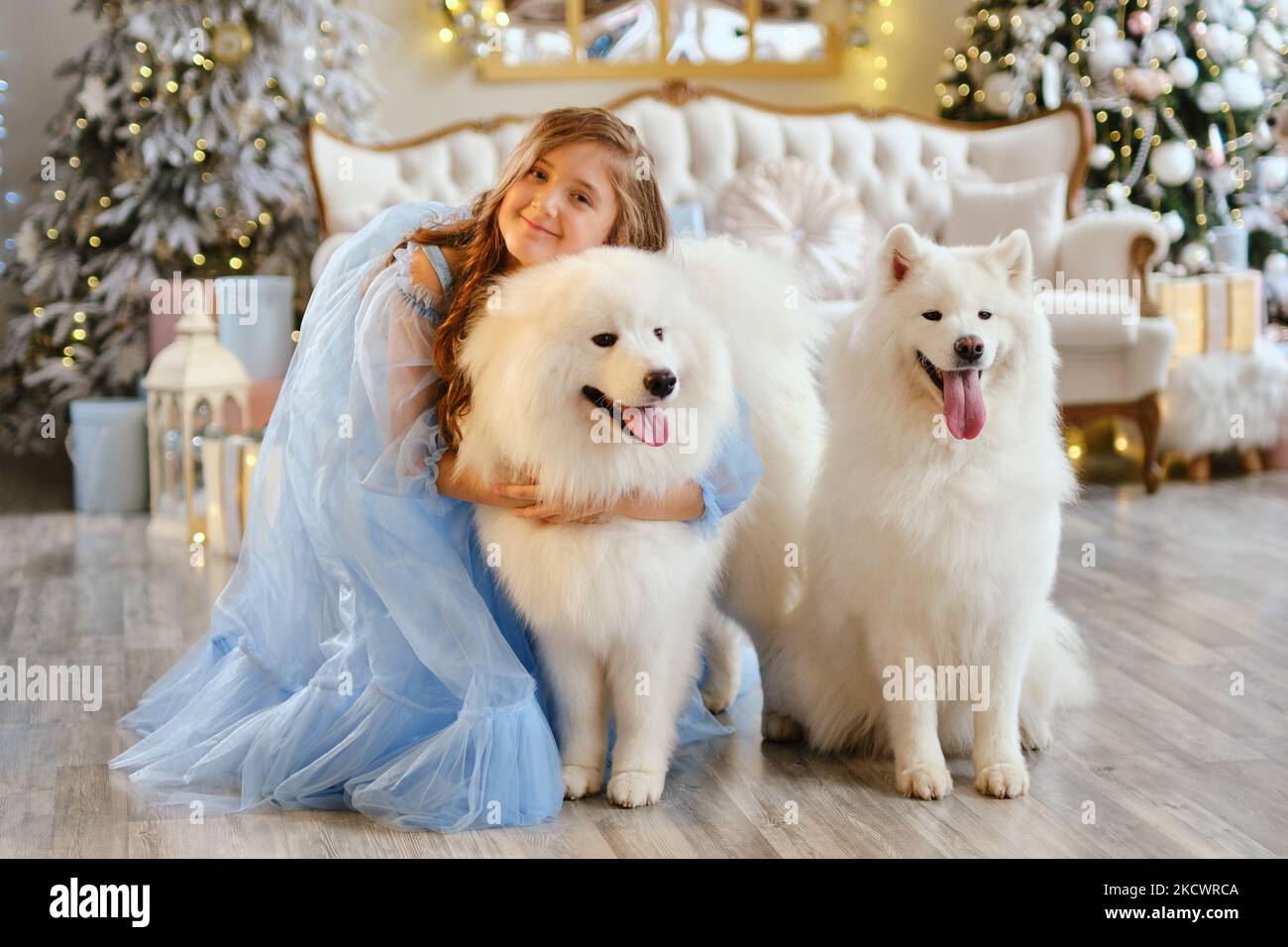 Nice girl in a light blue dress with two white Samoyed dogs Stock Photo - Alamy