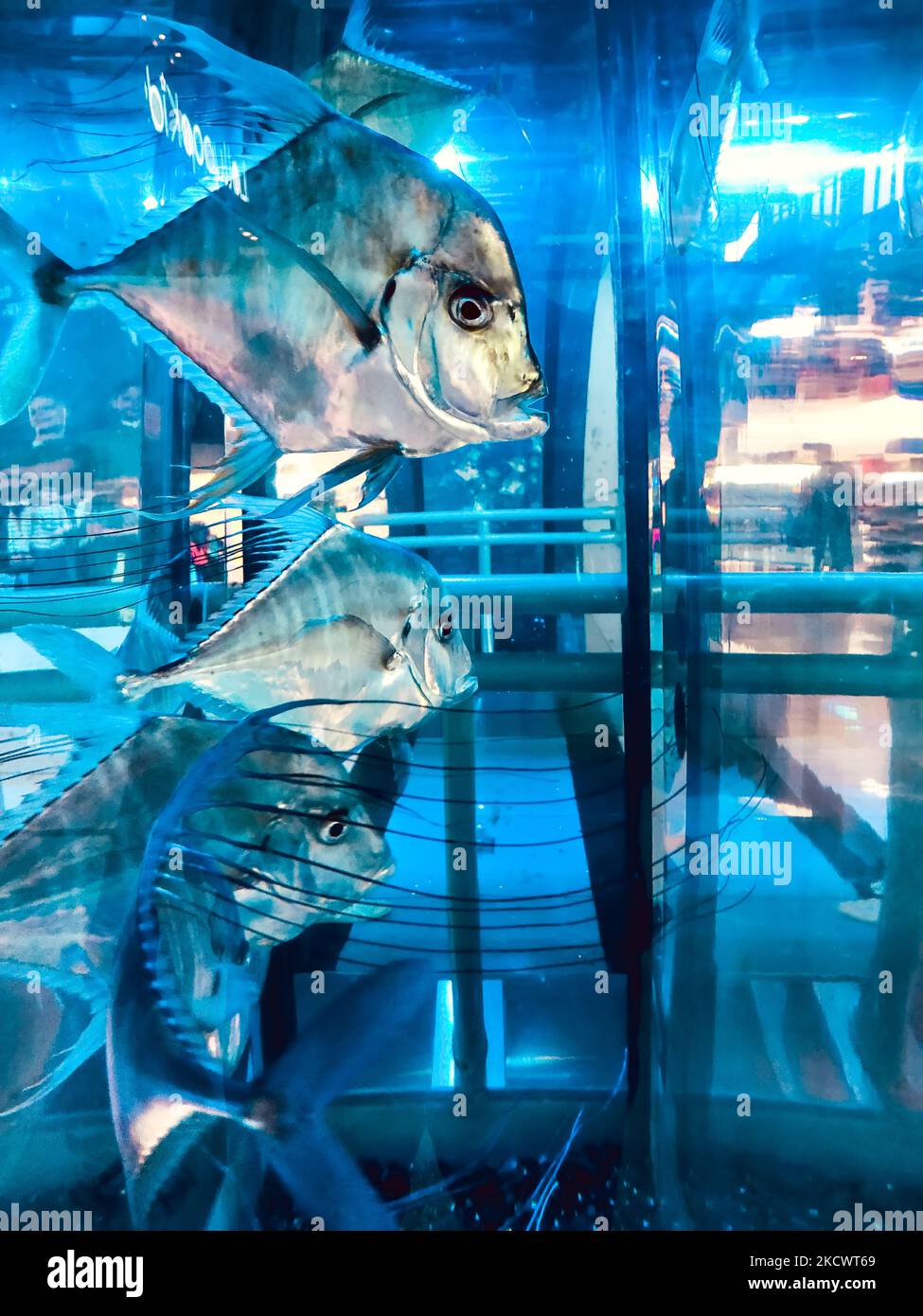 Diamond Trivially Fish in aquarium Stock Photo - Alamy