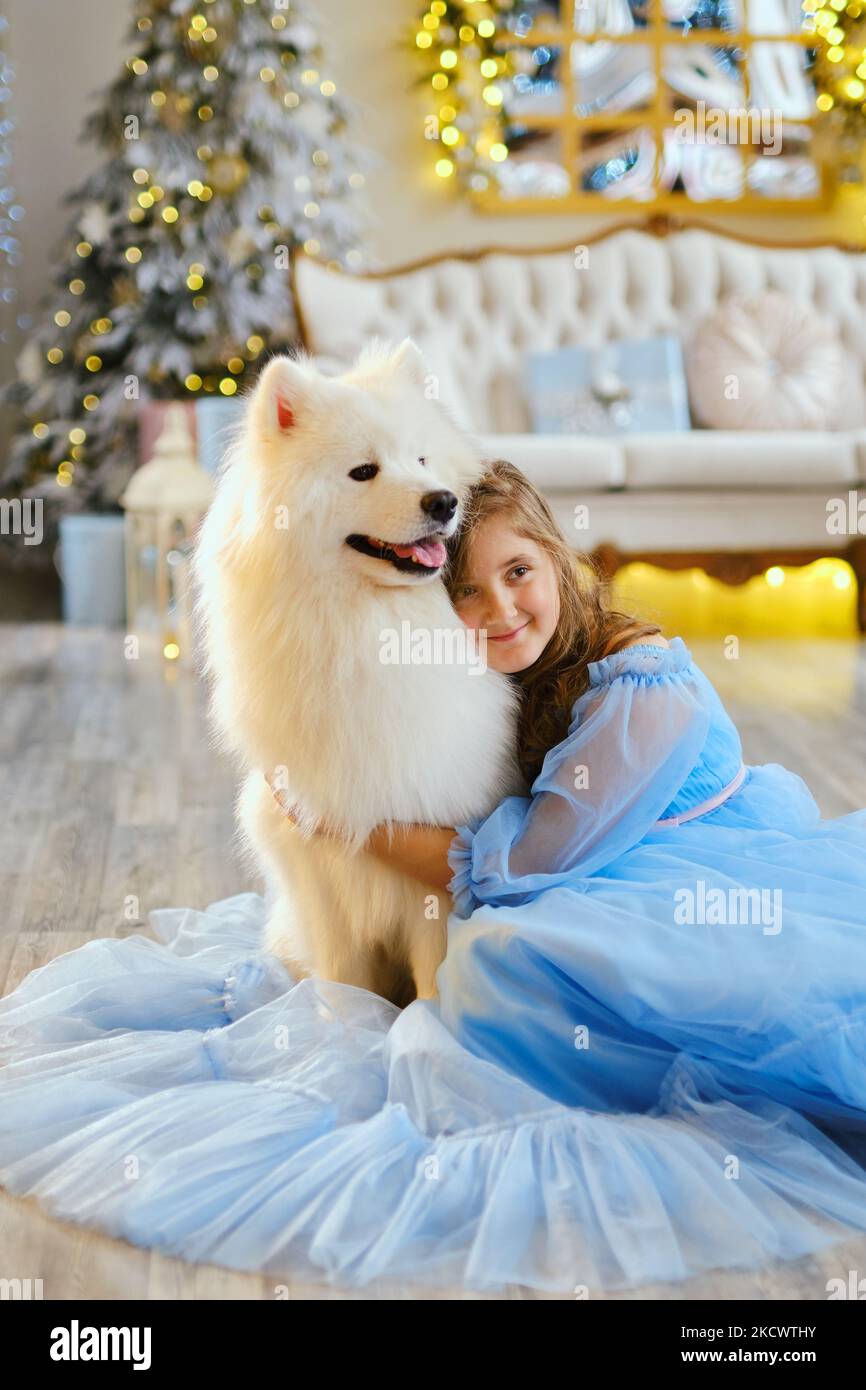 White samoyed hi-res stock photography and images - Alamy
