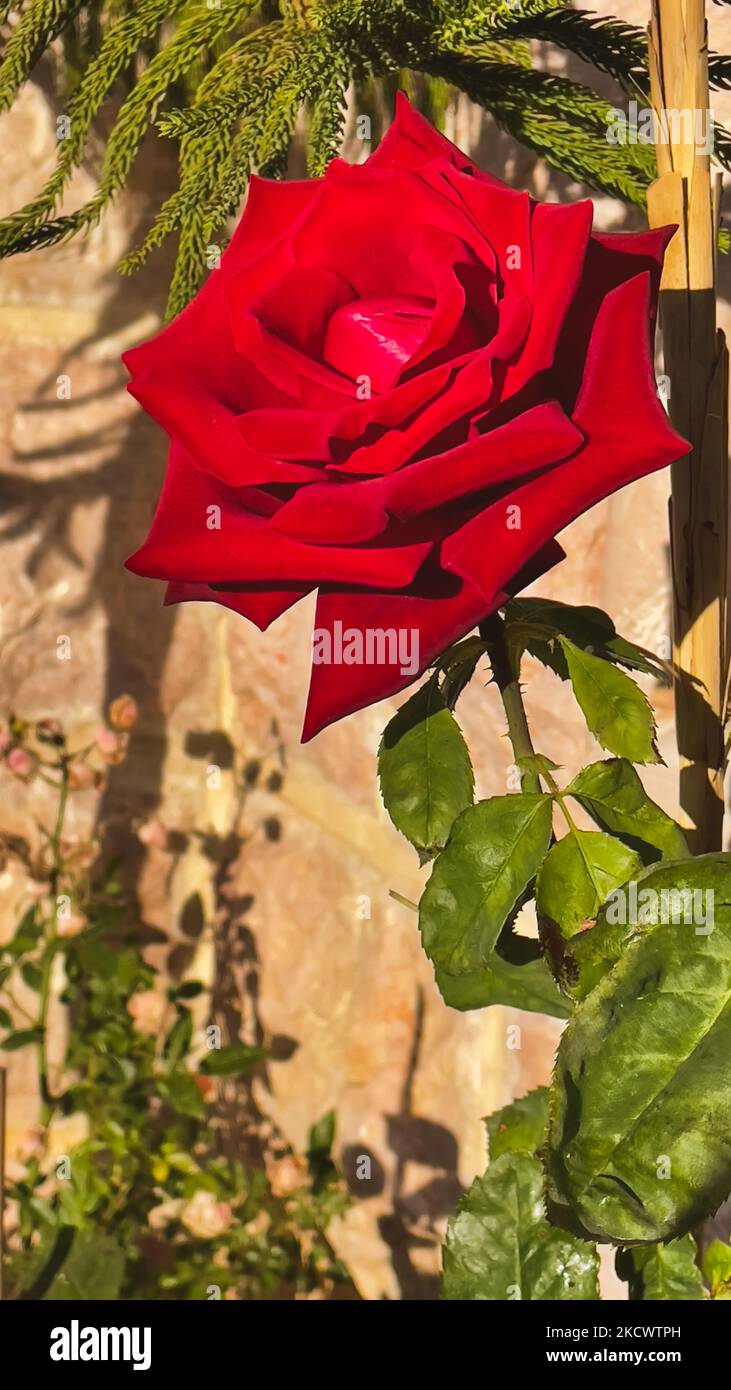 Natural Red Rose - Flower Stock Photo - Alamy