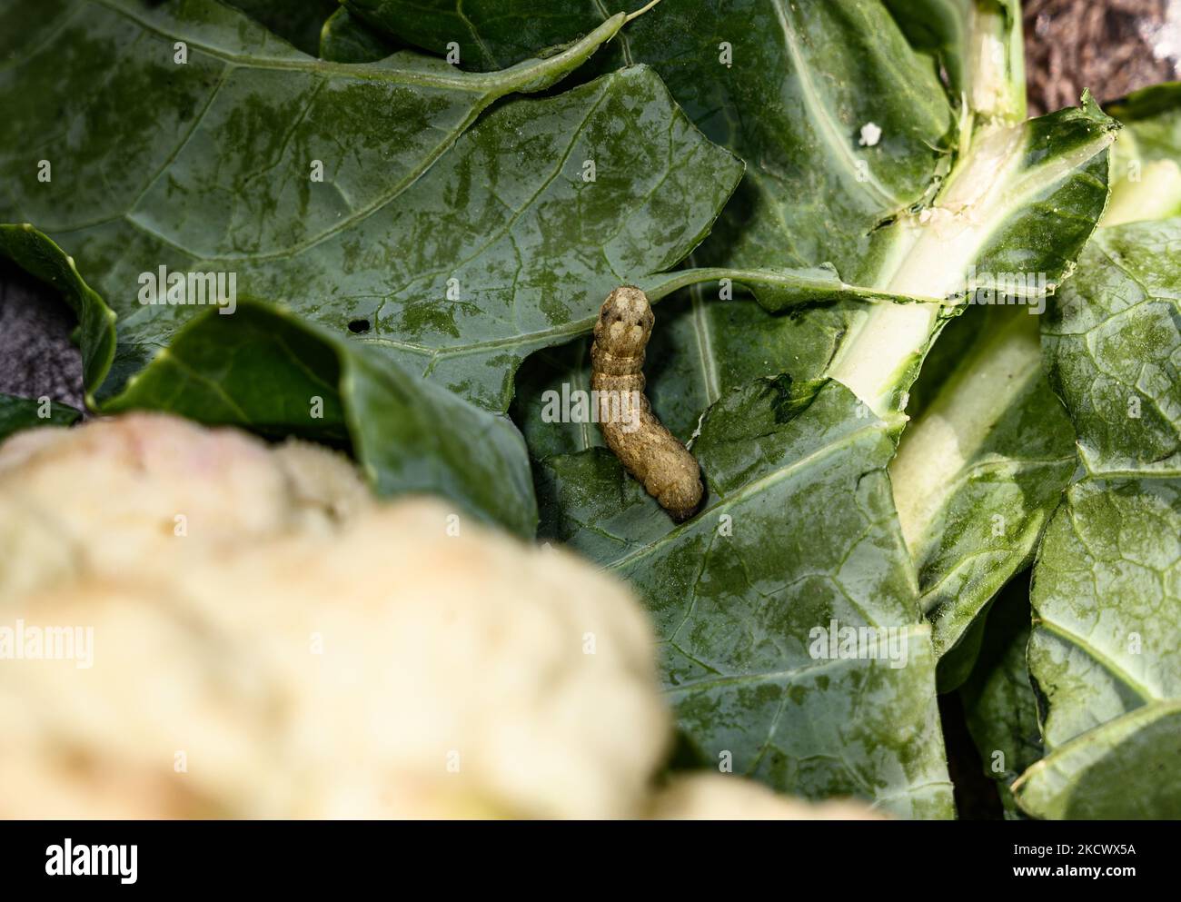 A tobacco caterpillar (Spodoptera litura), a serious polyphagous pest ...