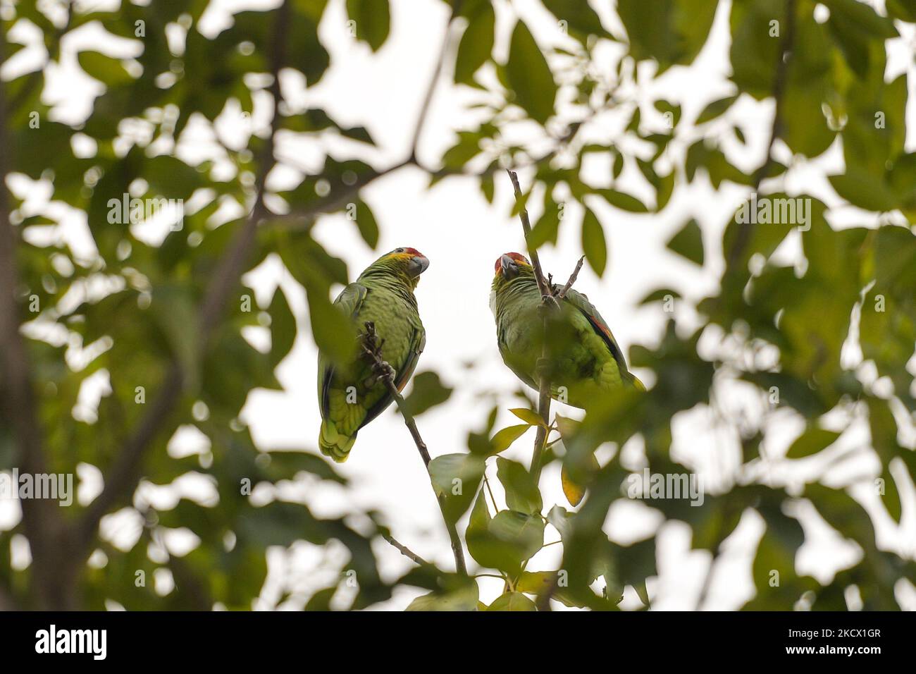 A pair of Green parakeet seen in a tree, on Paseo de Montejo, in Mérida ...