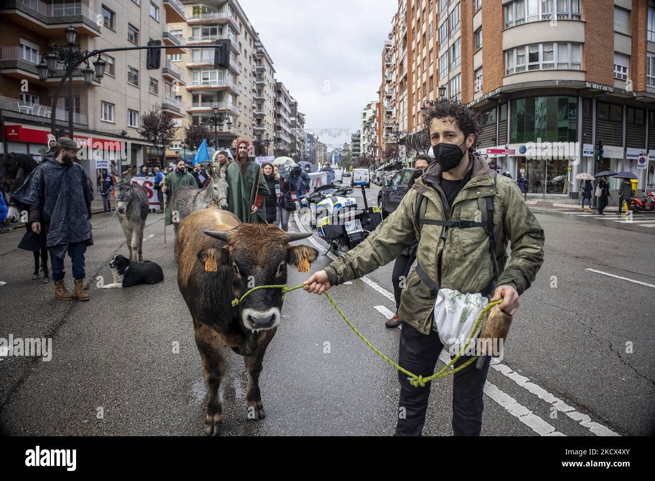 A young rancher demonstrates with one of his cattle in one of the main ...