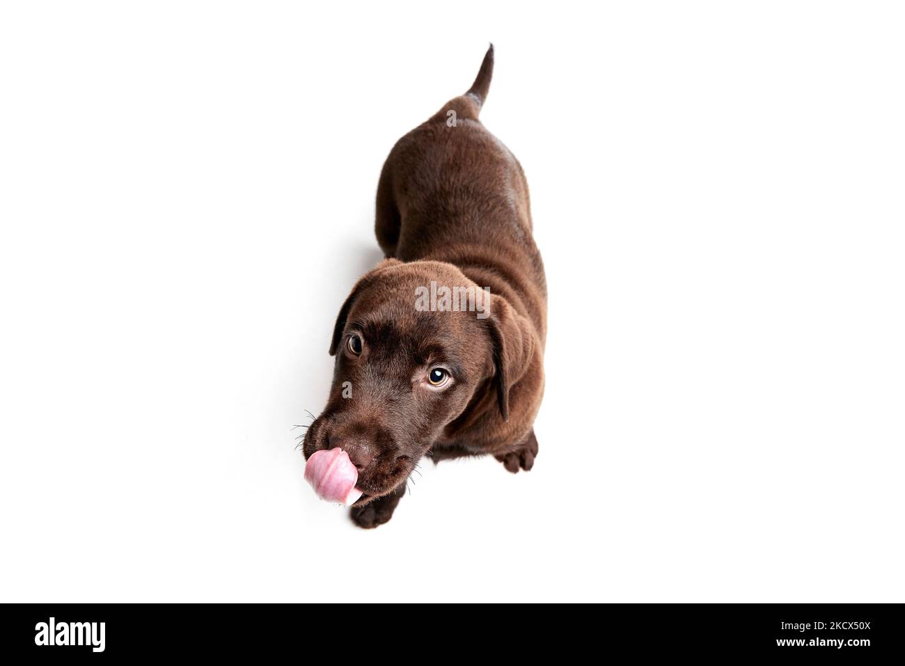 Portrait of cute dog, Labrador puppy posing isolated over white studio ...