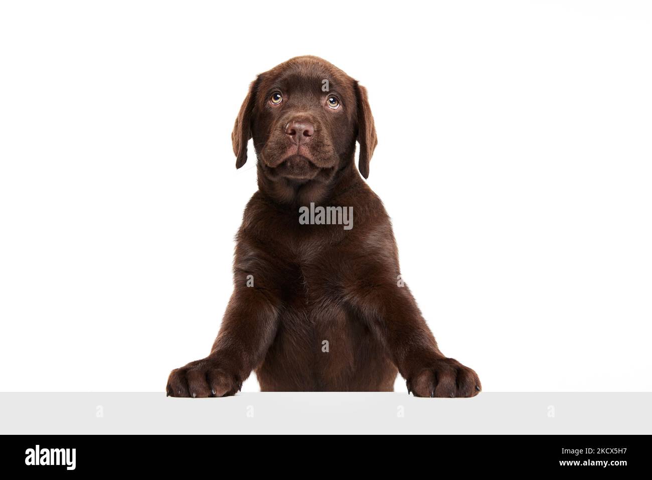 Portrait of cute dog, Labrador puppy, standing on hind legs at the ...