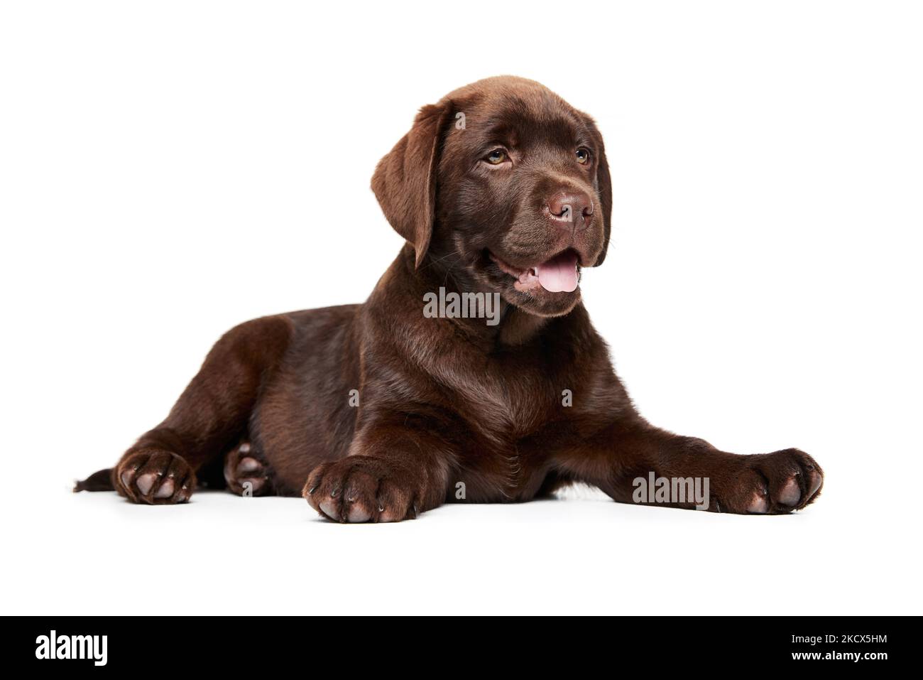 Portrait of cute dog, Labrador puppy isolated over white studio ...